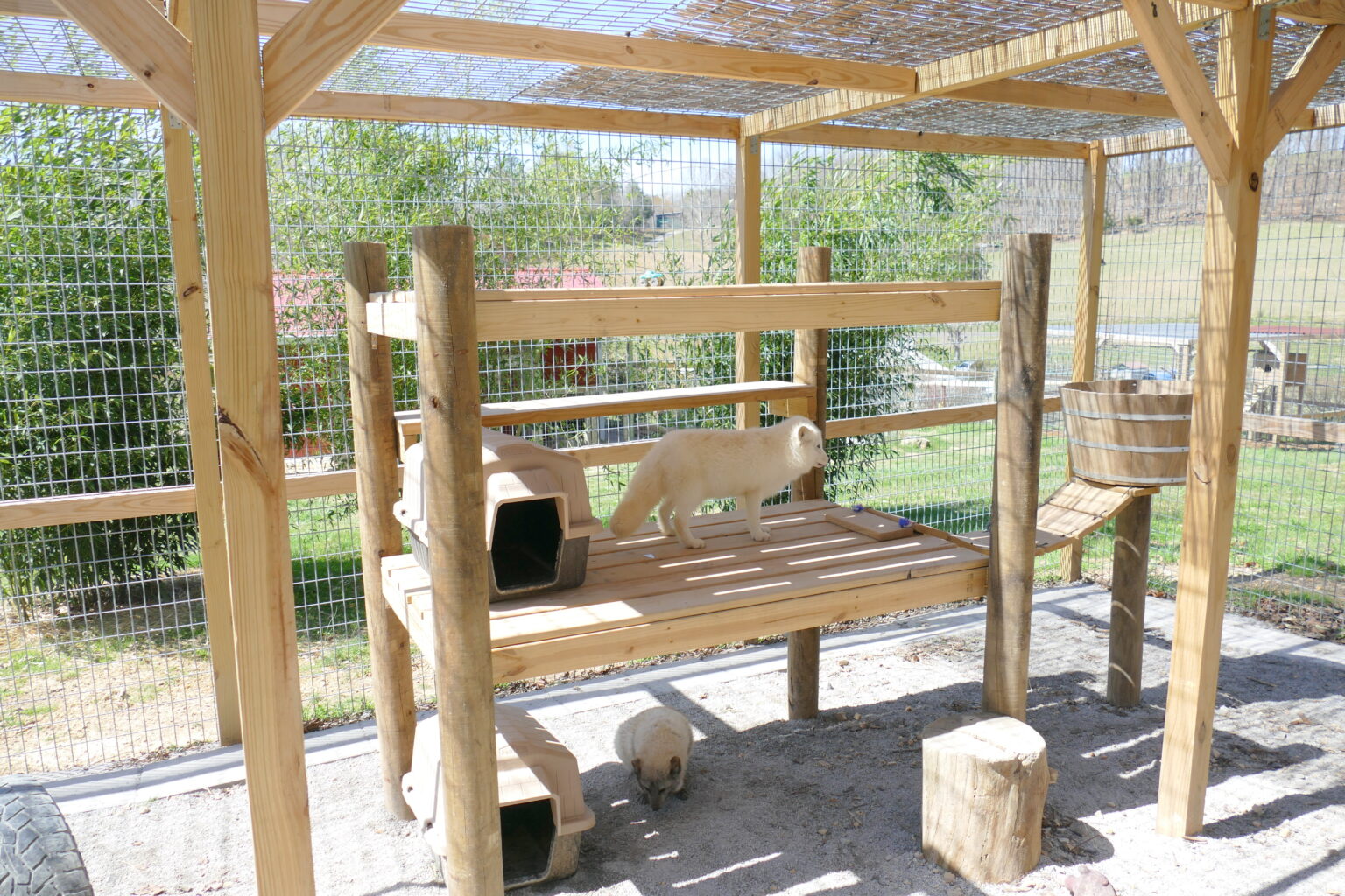 Feature Creatures Zoo Opens April 1 For 2025 – Tennessee Community Magazine