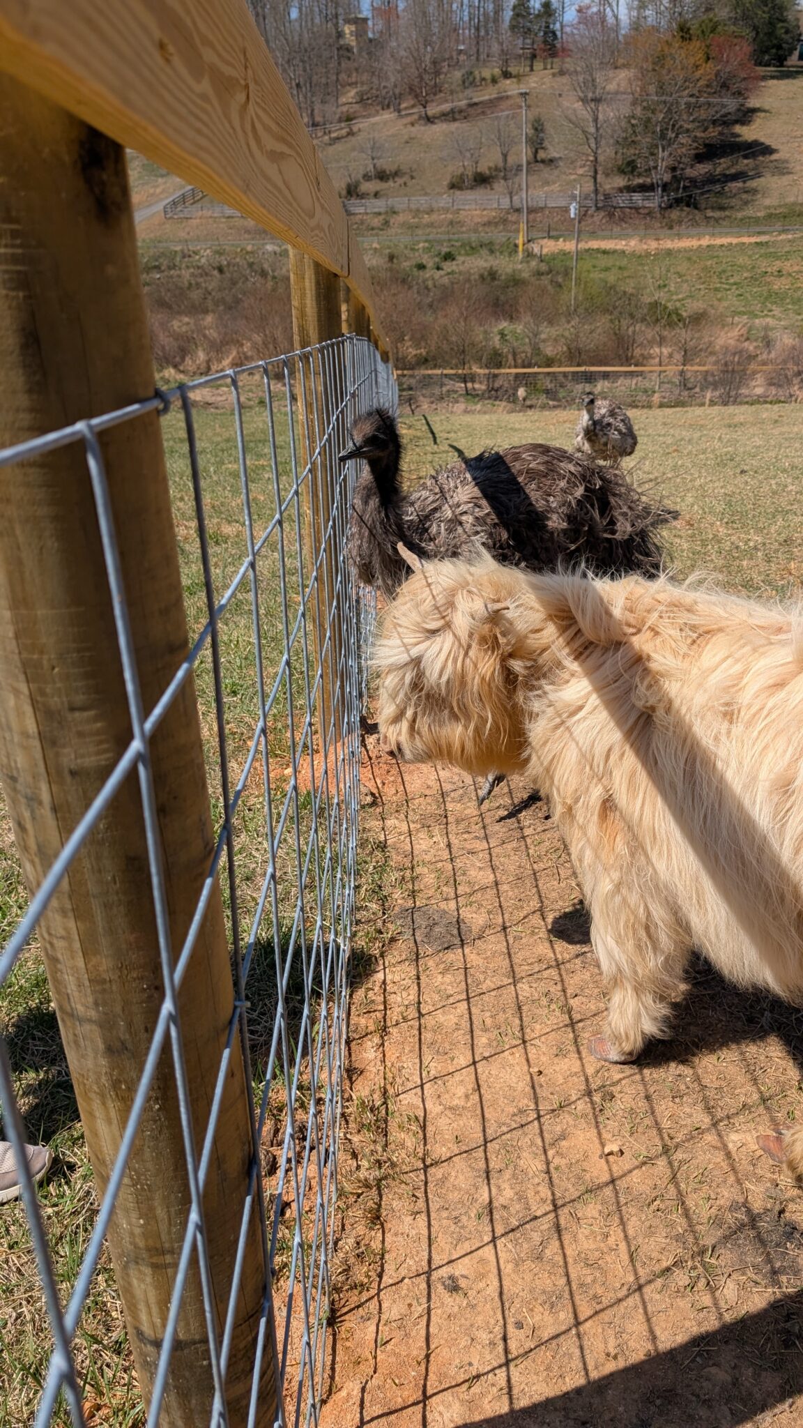 Feature Creatures Zoo Opens April 1 For 2025 – Tennessee Community Magazine